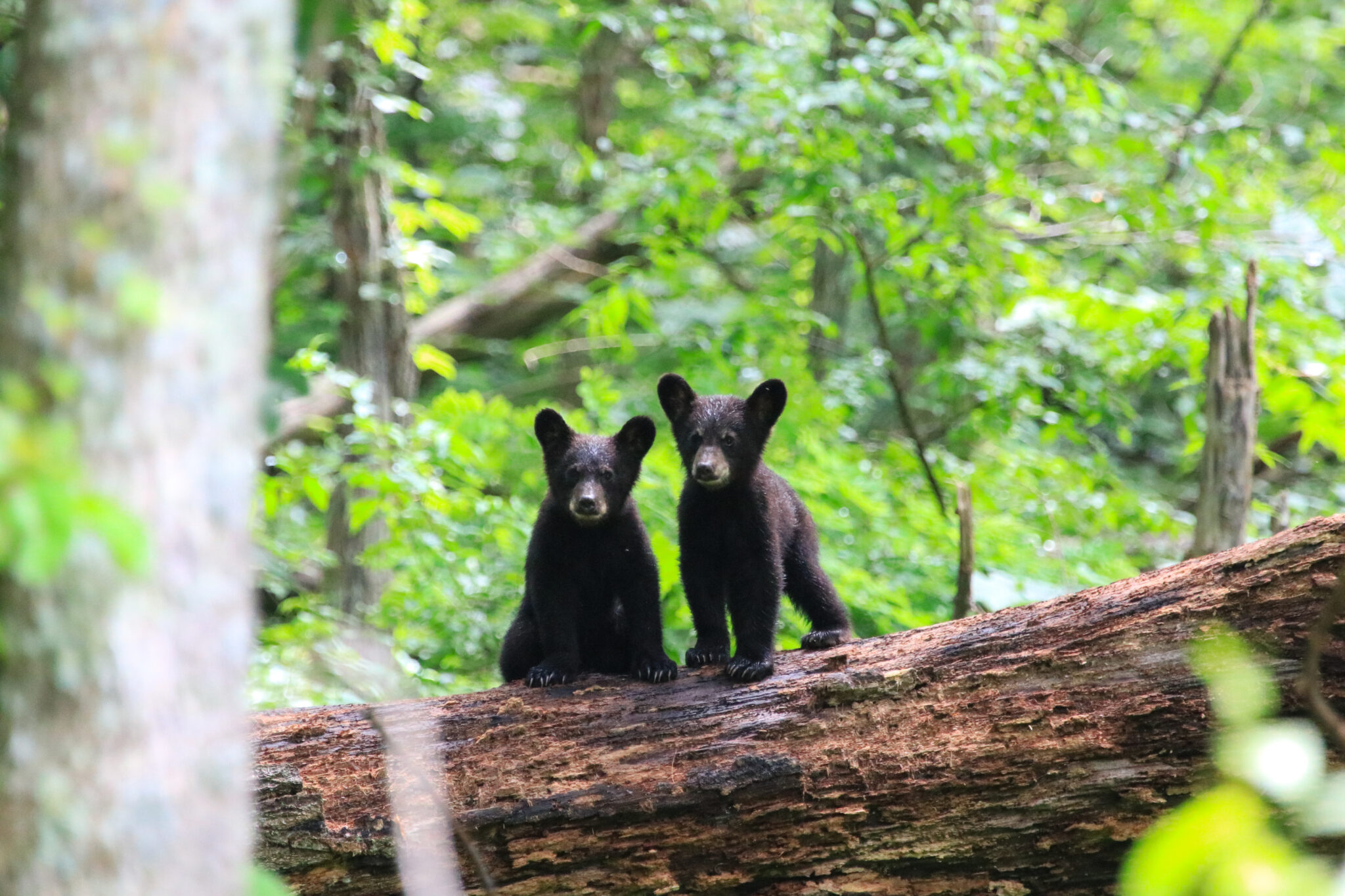 Muskoka Wildlife | Ontario Cottage Country Guide