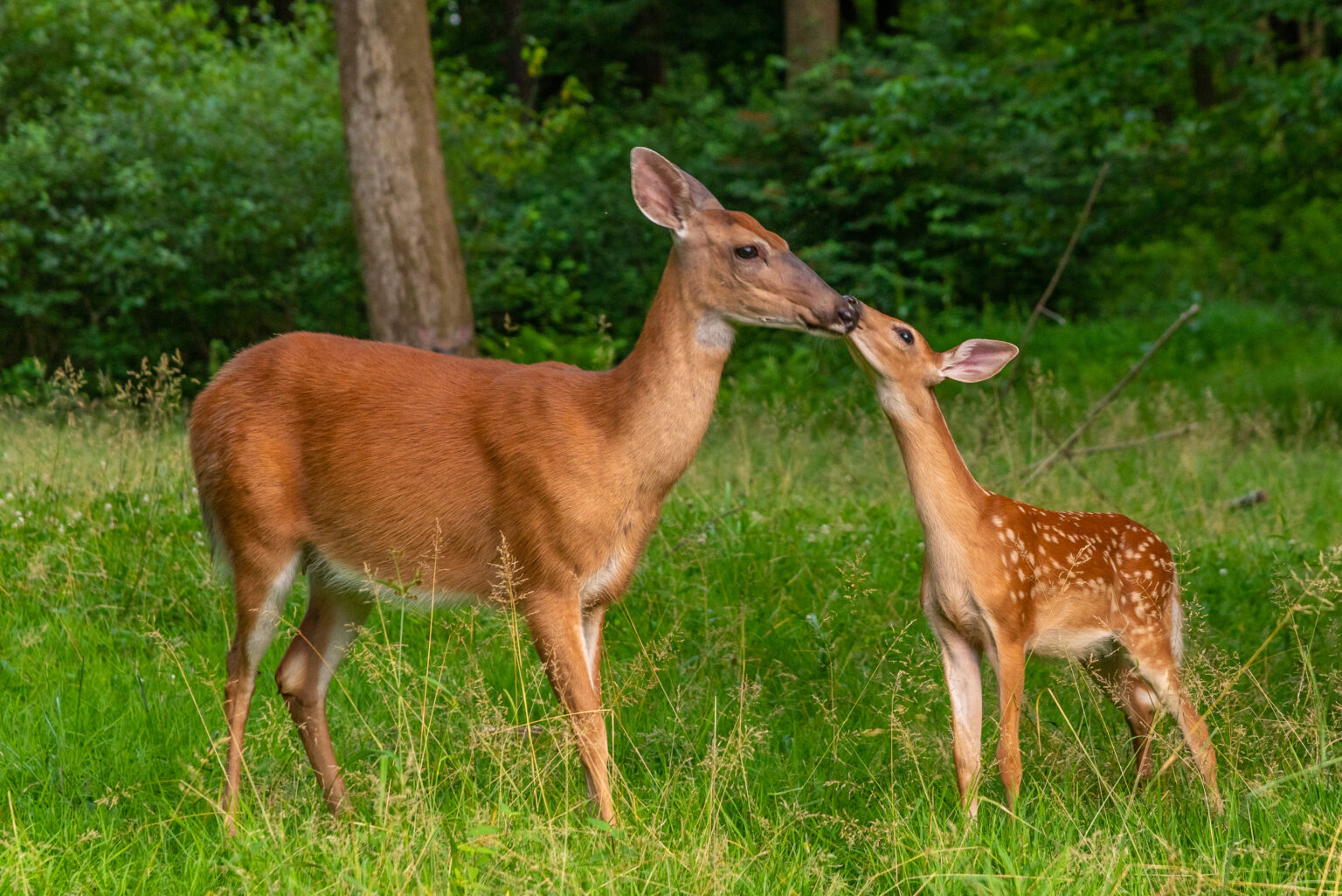 Muskoka Wildlife | Ontario Cottage Country Guide